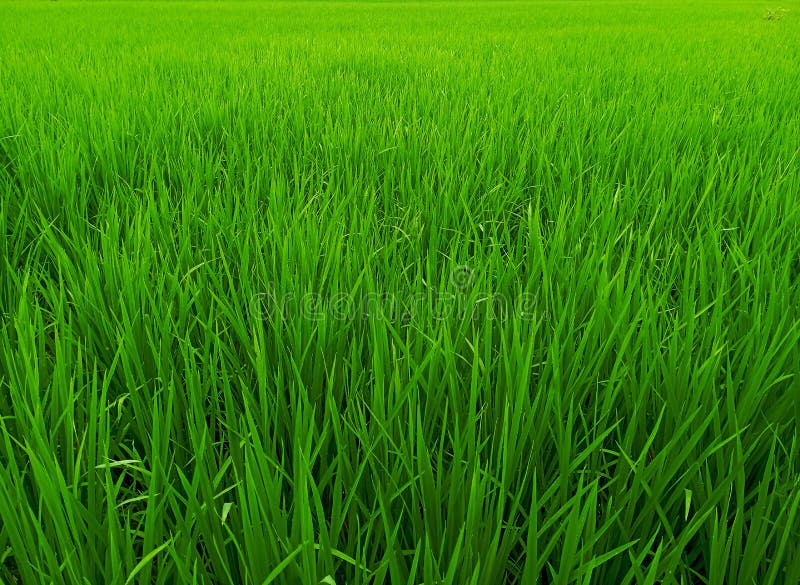 Ricefield stock photo. Image of pasture, agriculture - 265488720