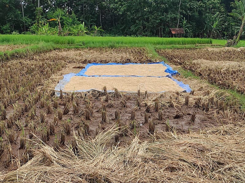 Rice Field Nature Rice Farmer Tree Stock Image - Image of farmer ...