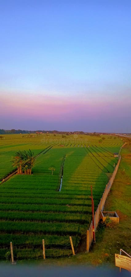 165 Rice Lea Stock Photos - Free & Royalty-Free Stock Photos from ...