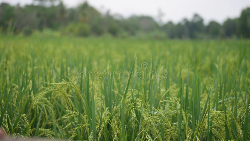 Ricefield Rice Nature Organic Fresh Stock Photo - Image of rice, nature ...