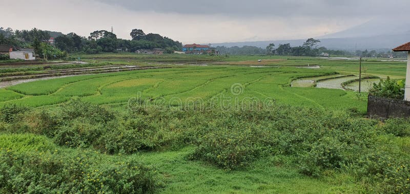 Ricefield in Salatiga, One of the Cities in Central Java Province ...