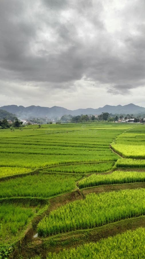 Ricefield Scenery Beautiful Green Happy Tree Healthy Panorama Stock ...