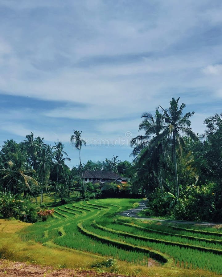 Ricefield at Tabanan - Bali Stock Photo - Image of ricefield, coconut ...