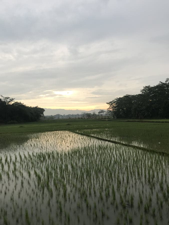 Ricefield stock photo. Image of twilight, ricefield - 264822552