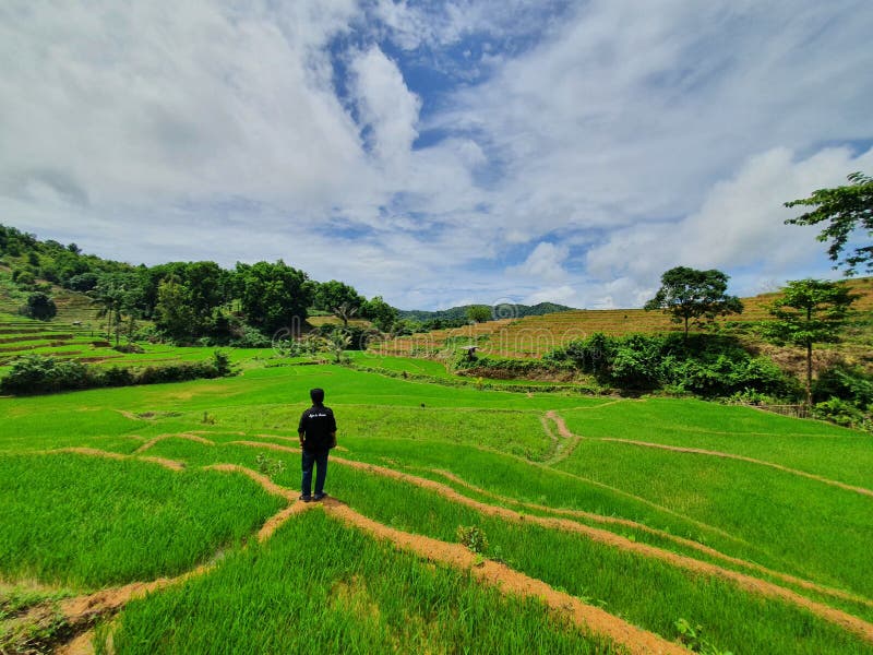 Ricefield view in village editorial photography. Image of natural ...