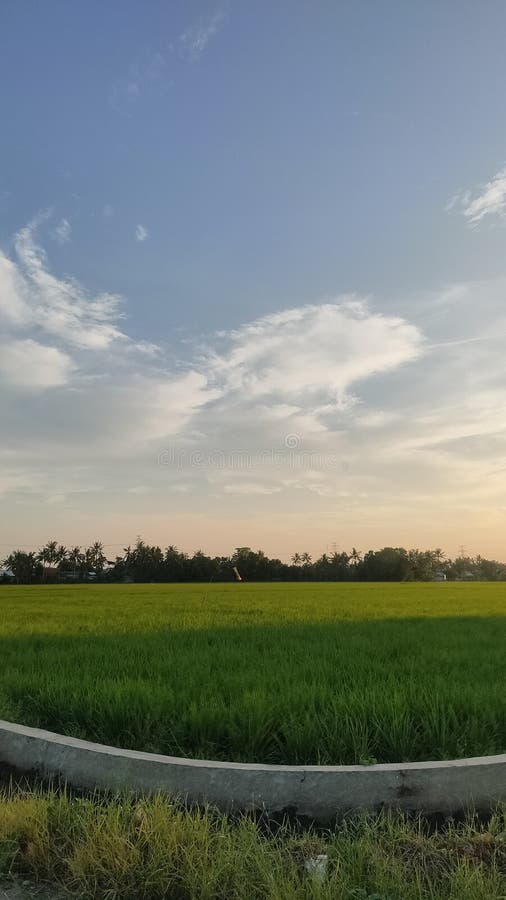 Ricefield yang indah stock image. Image of fields, yang - 281593005