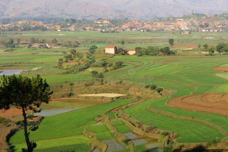 Ricefields in Betafo, Madagascar Stock Image - Image of africa, betafo ...
