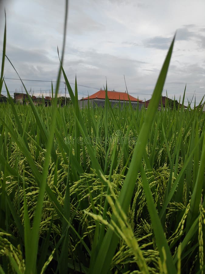 Riceplant stock photo. Image of grass, backyard, twig - 265895378