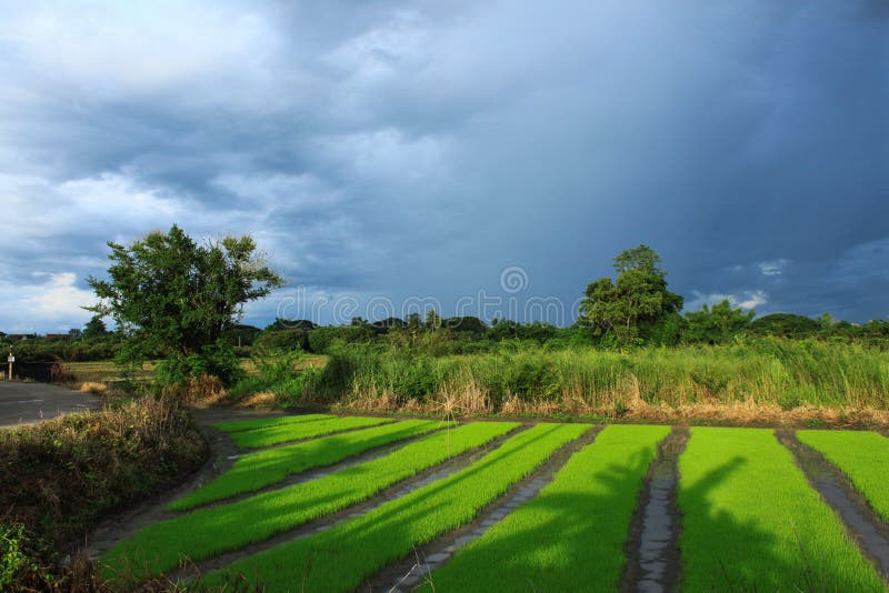Rices farm view stock photo. Image of gerbera, grass - 43048198