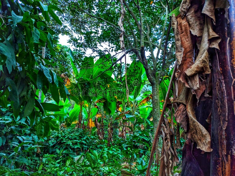 16,242 Tropical Biodiversity Forest Stock Photos - Free & Royalty-Free ...