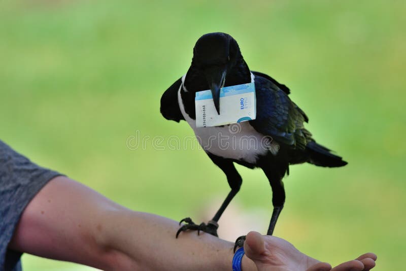 Rich bird stock photo. Image of money, bird, perched - 94267274