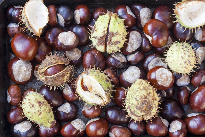 Rich Brown Autumn Conkers from a Horse Chestnut Tree Stock Image ...