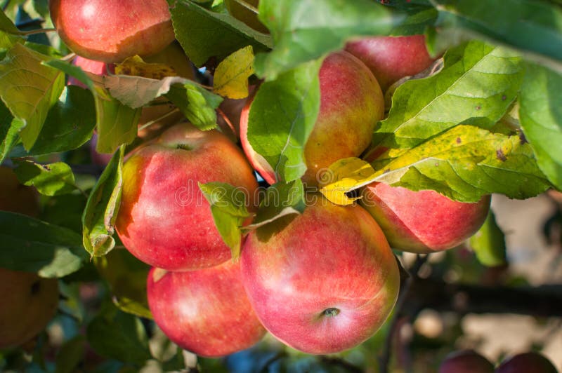 Rich bunch of red apples stock photo. Image of crop, fruits - 32104836