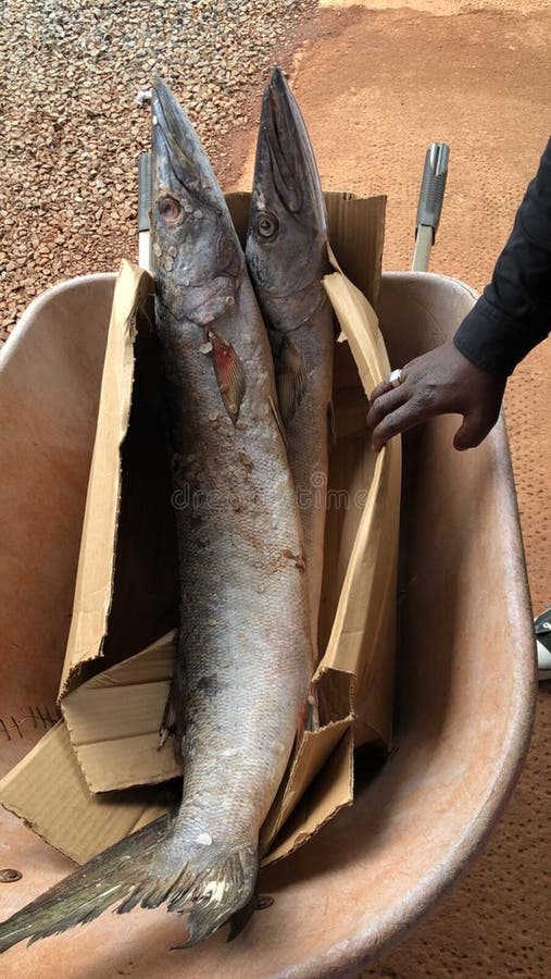 Rich Catch of Fish in the Atlantic Ocean Stock Image - Image of dinner ...