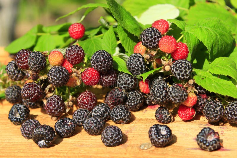 Rich Crop of Black Raspberry with Berries on the Boards Stock Image ...