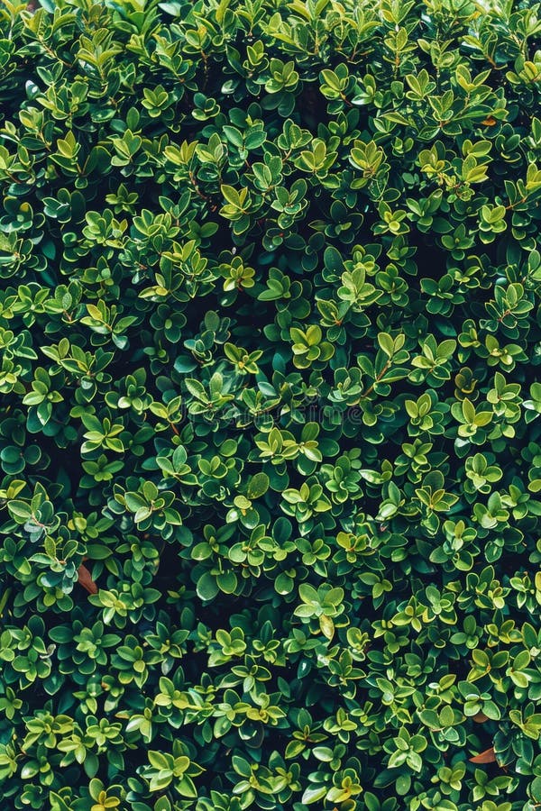 Rich Green Bush Foliage Backdrop with Detailed Interplay of Light and ...