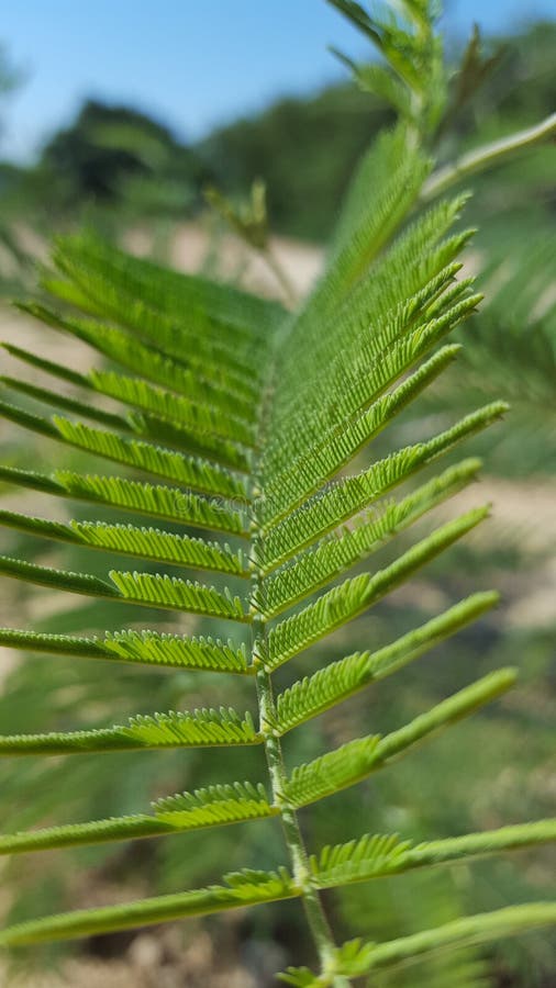 Rich green fern plant stock photo. Image of garden, outlive - 255085030