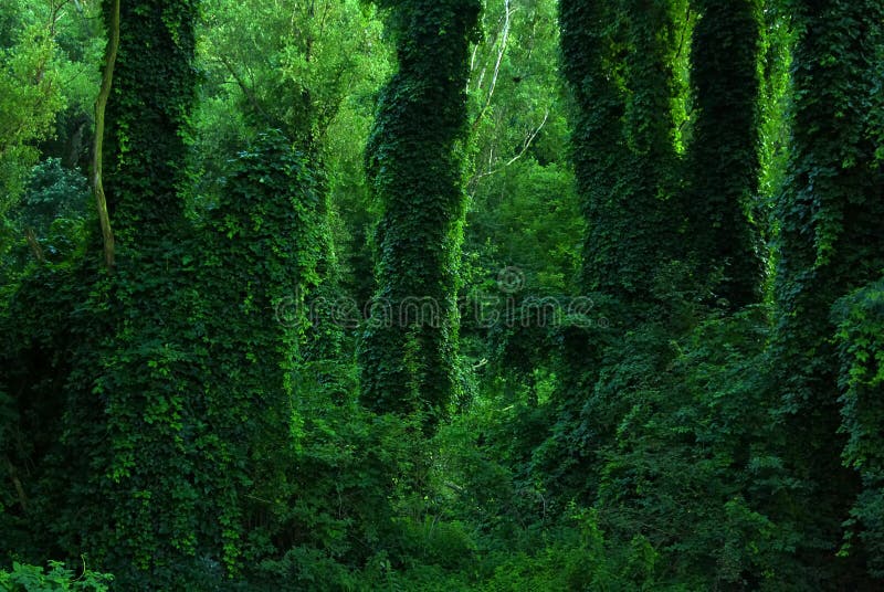 Rich green forest stock image. Image of woodland, life - 61257987