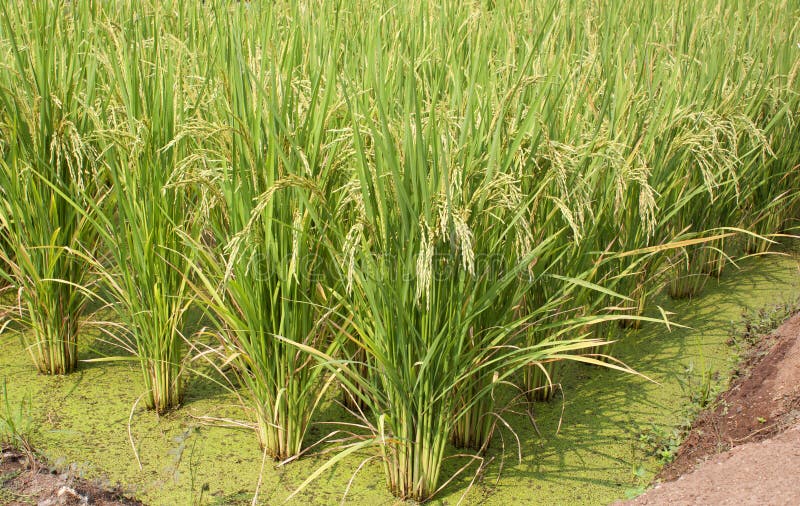 Paddy stock photo. Image of asia, grass, healthy, cereal - 30213286