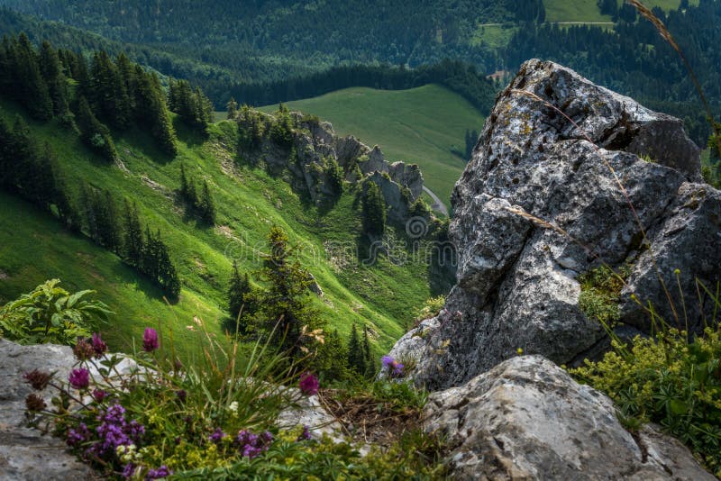 Rich Green Slope with Trees, Trail for Hiking Stock Photo - Image of ...