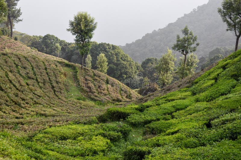 Rich Green Vegetation Land with Path and Trees Stock Image - Image of ...