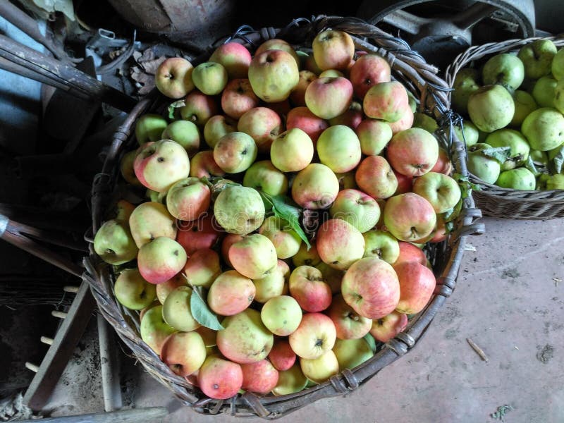 Rich Harvest of Apples, Apples in Baskets Stock Photo - Image of ...