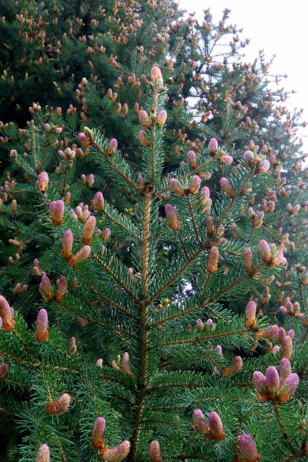 Baby Pine Tree in Dunes at Findhorn Bay, Morayshire, Scotland, UK Stock ...