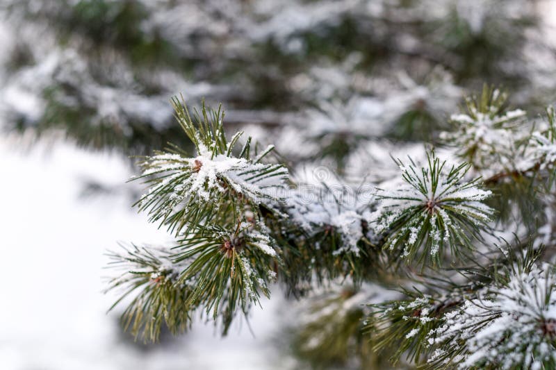 Rich Pine Branches Covered with Snow Stock Image - Image of season ...