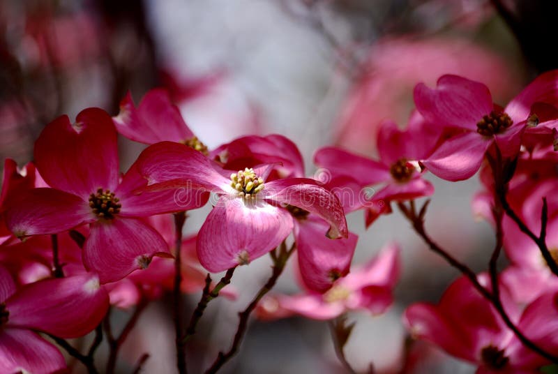 Rich Pink Dogwood stock photo. Image of tree, flower - 92485192
