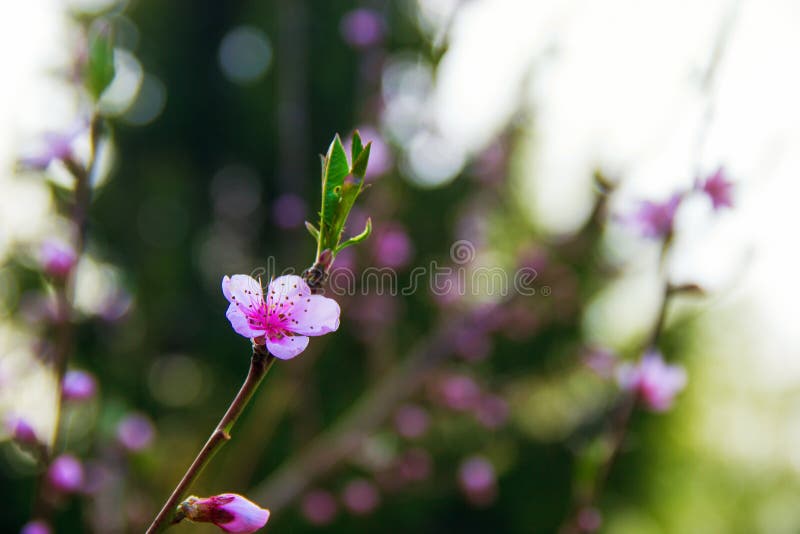 Rich pink peach flower stock photo. Image of nature, color - 92245222