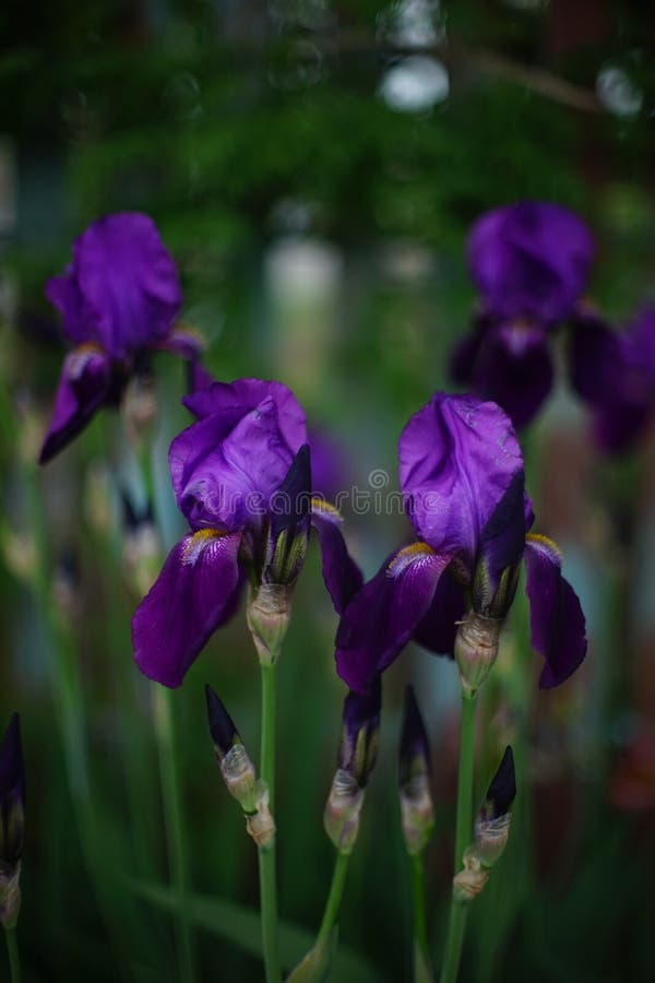 Rich Purple Iris Flowers Growing in a Spring Garden Stock Image - Image ...
