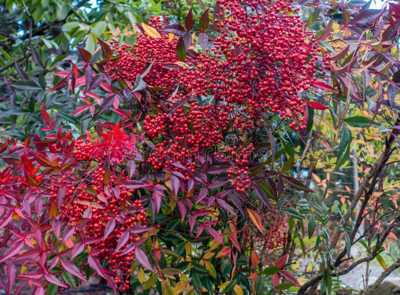 Rich Red Berries 2 stock photo. Image of intense, seasons - 104780414