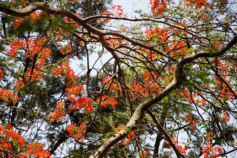 Rich, Red Mayflower Bloom stock image. Image of horizontal - 113531655