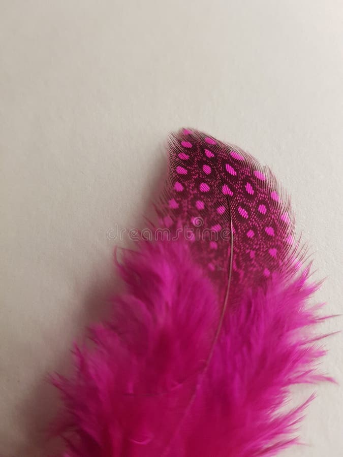 Rich Rose Bird Feather on White Table Stock Photo - Image of dots ...