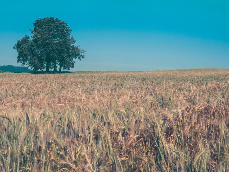 Rich Solitaire Tree on Horizon and Ruts in Field Stock Photo - Image of ...