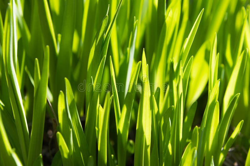Rich Spring Green Grass, Suitable As a Background Image Stock Photo ...