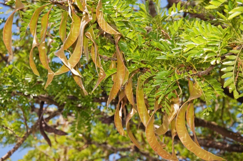 Rich Textured Tree Seed Pods Stock Image - Image of blue, nature: 12031825