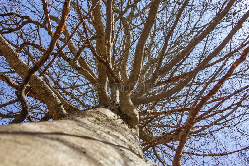 Rich tree. stock image. Image of green, trees, background - 52008319