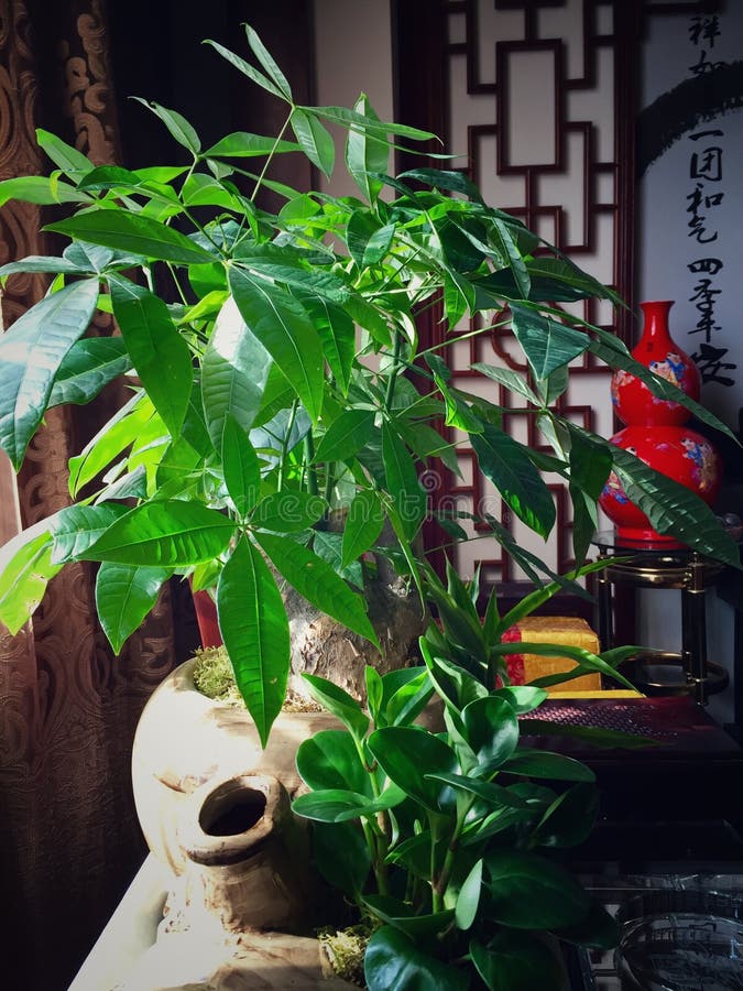 Rich tree stock image. Image of rich, people, tree, chinese - 76368673