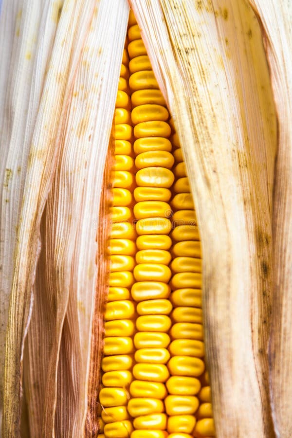 Pretty Yellow Corn stock photo. Image of hard, harvest - 145956112