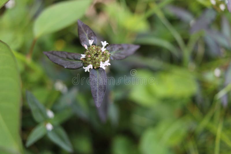Richardia Scabra, Also Known As Spermacoce or Hedyotis. Stock Photo ...