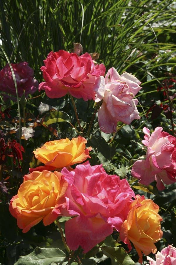 Richly Colored Rose in a Seattle Garden Stock Image - Image of flower ...