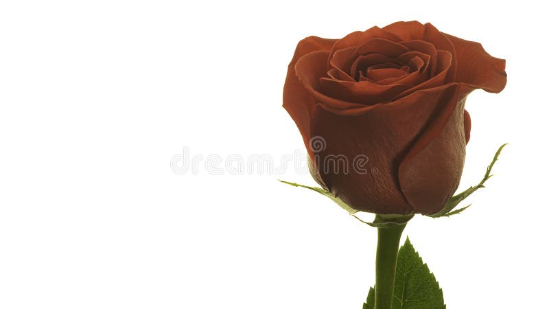 Single Red Rose Against White Background Stock Image - Image of single ...