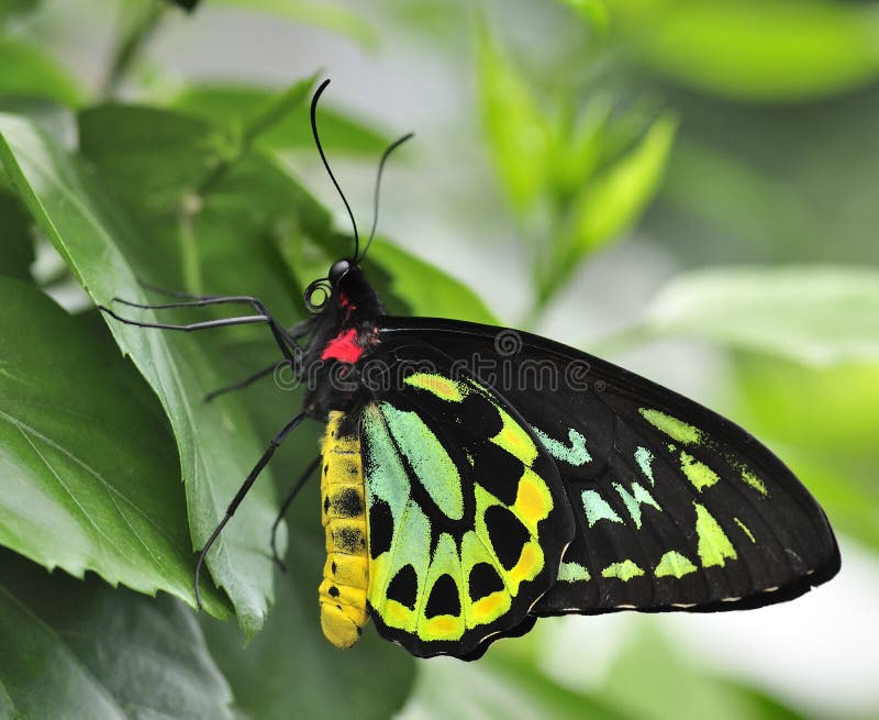 Mating Butterflies stock photo. Image of birdwing, native - 3579180