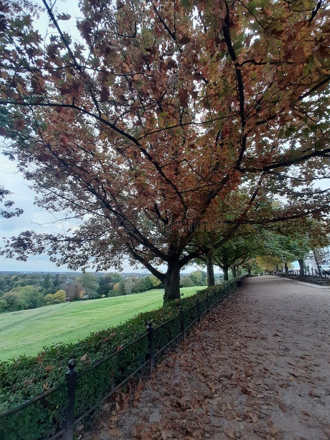Richmond London Tree in Autumn Stock Image - Image of flower, shrub ...