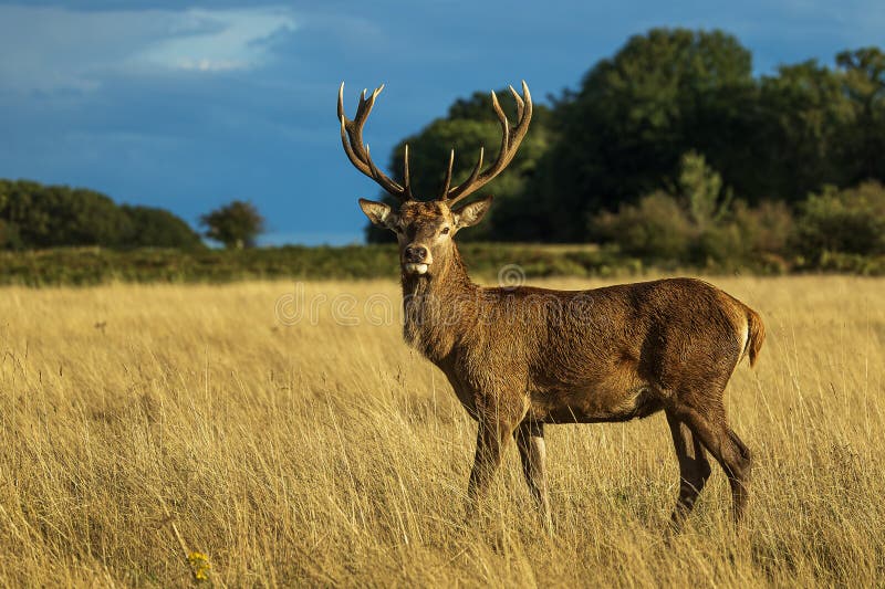 Richmond Park, the Red Deer (Cervus Elaphus) Against the Blue Sky Stock ...