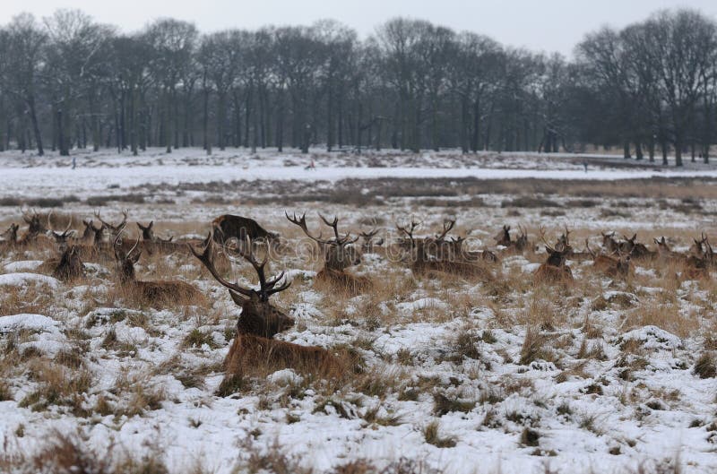 Richmond park in the snow stock image. Image of park - 49756993