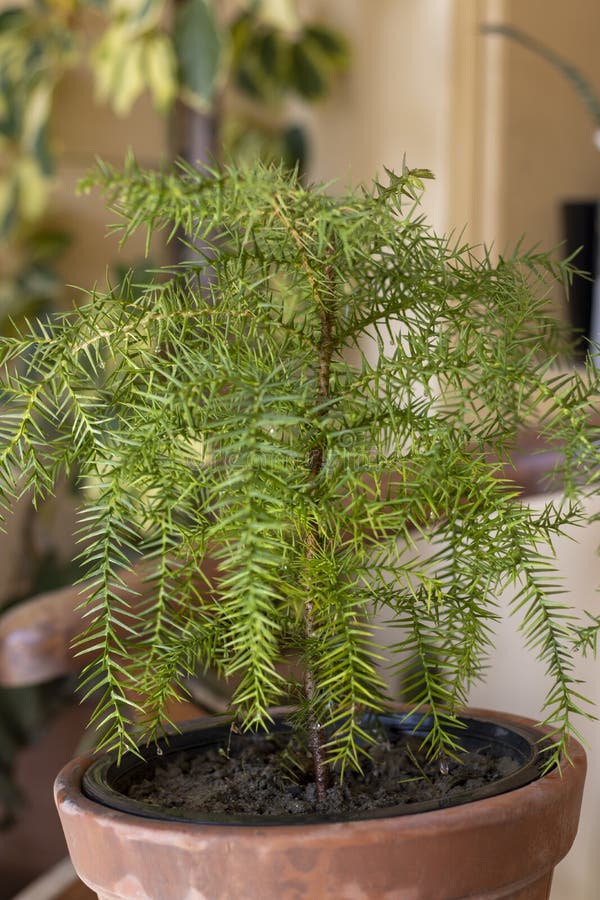Richmond River Pine or Colonial Pine Tree in a Pot Stock Image - Image ...