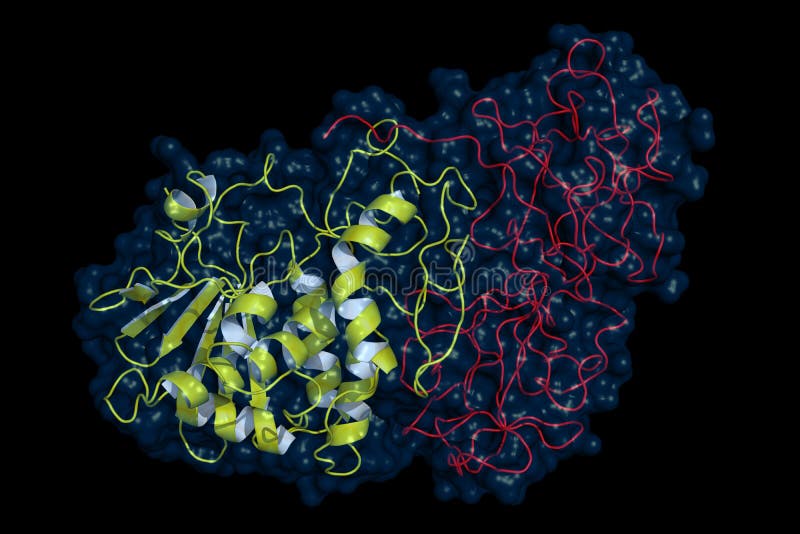 Ricin Castor Bean Plant Poisonous Protein, Chemical Structure. Stock ...