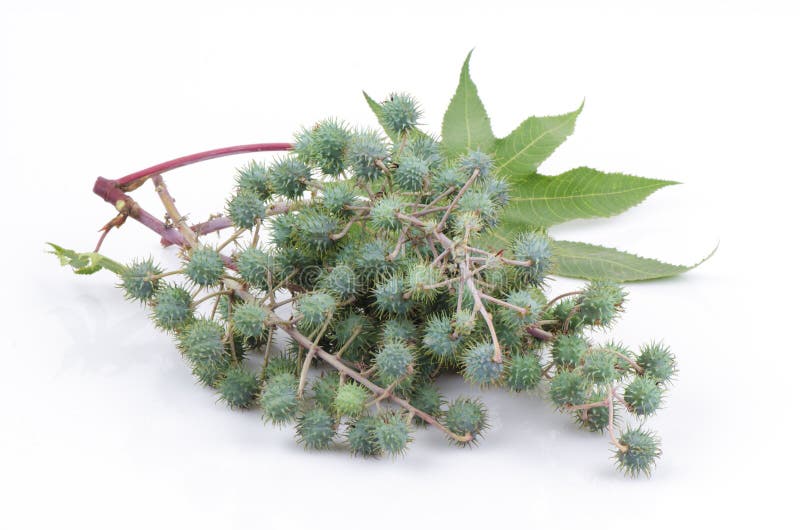 Ricino imagen de archivo. Imagen de ingredientes, arbusto - 40698825